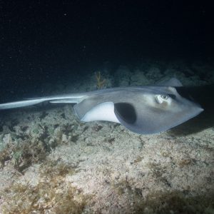 Dive report: Juliet Liveaboard in the Bahamas - Dutch Mermaid